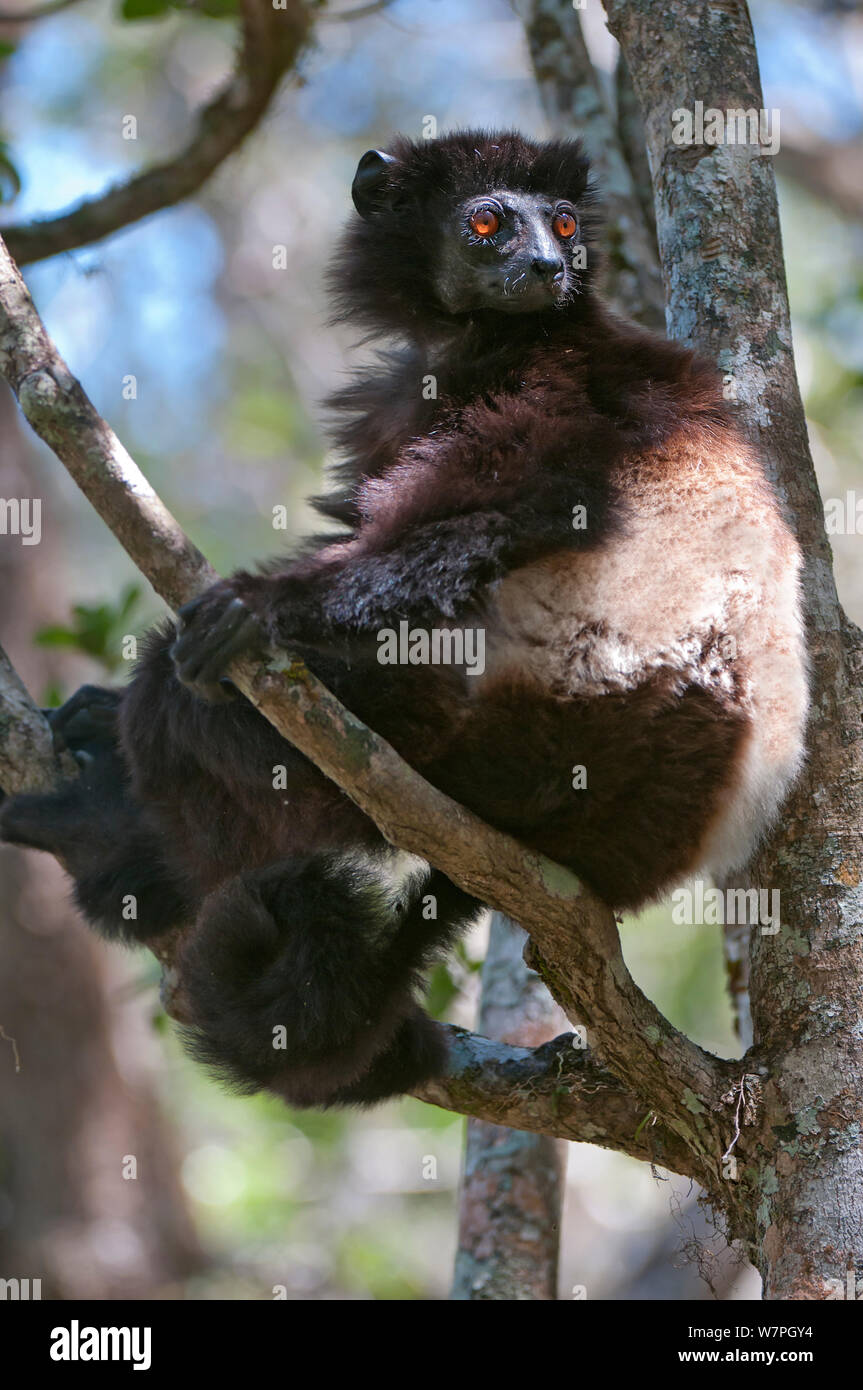 Milne edwards simpona hi-res stock photography and images - Alamy