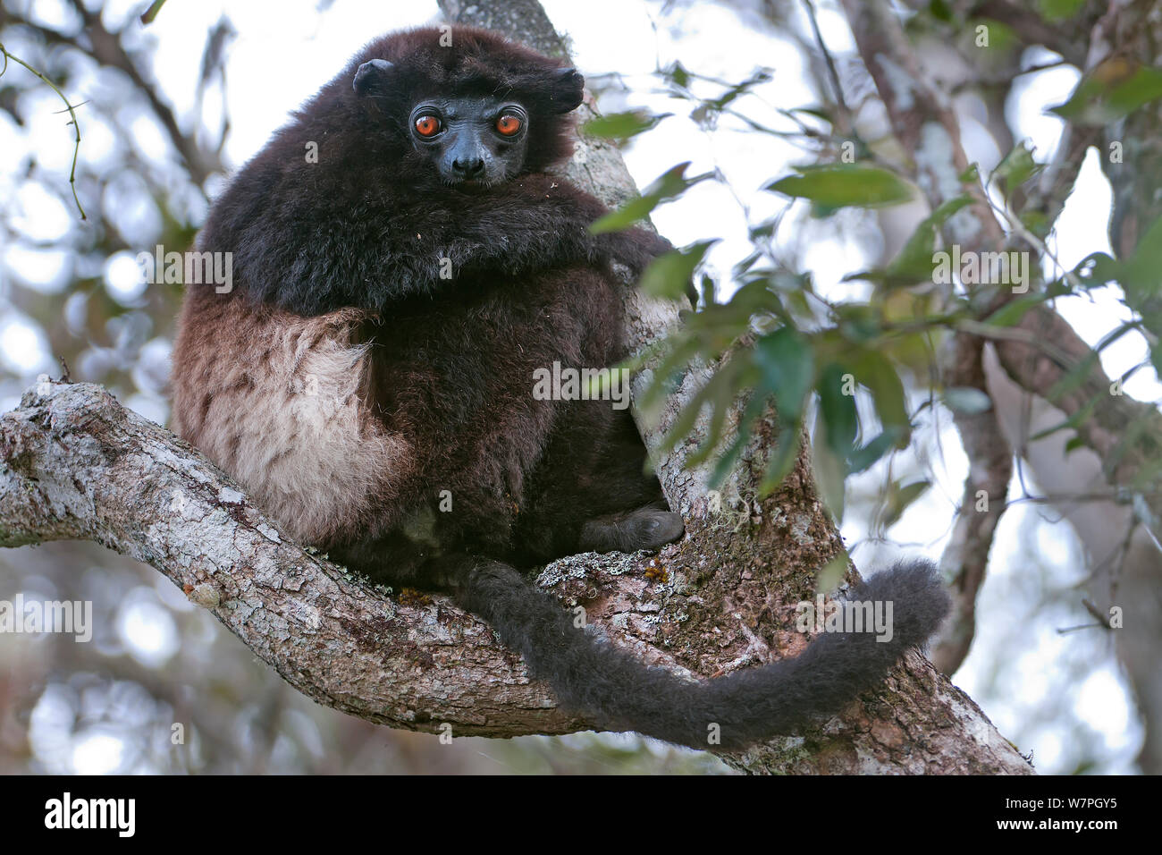 Propithecus holomelas hi-res stock photography and images - Alamy