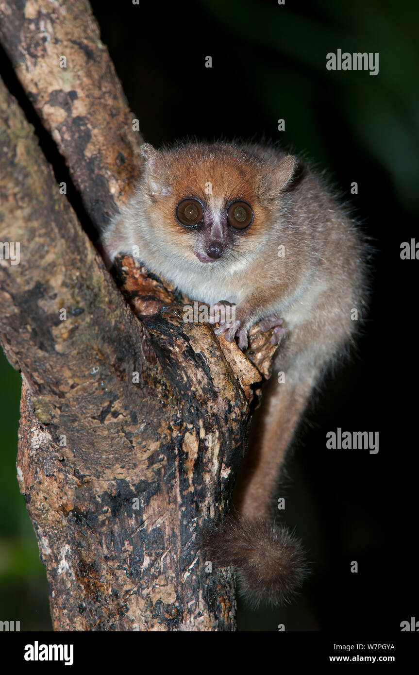 Brown Mouse Lemur (Microcebus rufus) Ialasatra, Madagascar Stock Photo ...