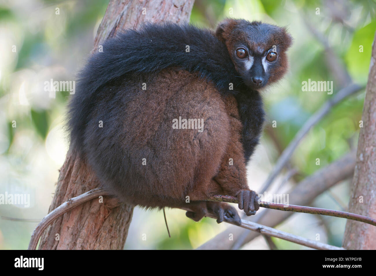 Red Bellied Lemur