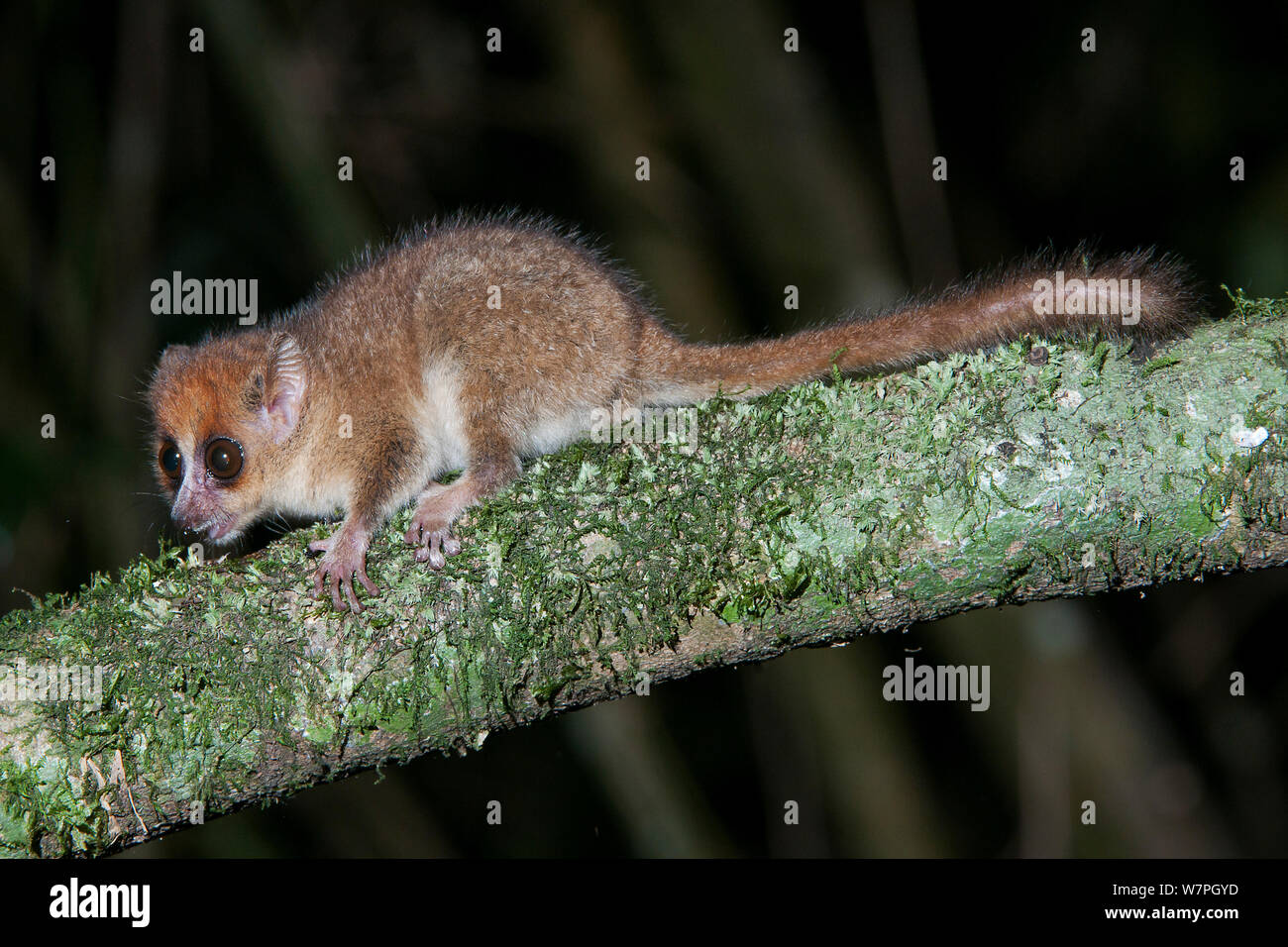 Brown Mouse Lemur (Microcebus rufus) Ialasatra, Madagascar Stock Photo ...