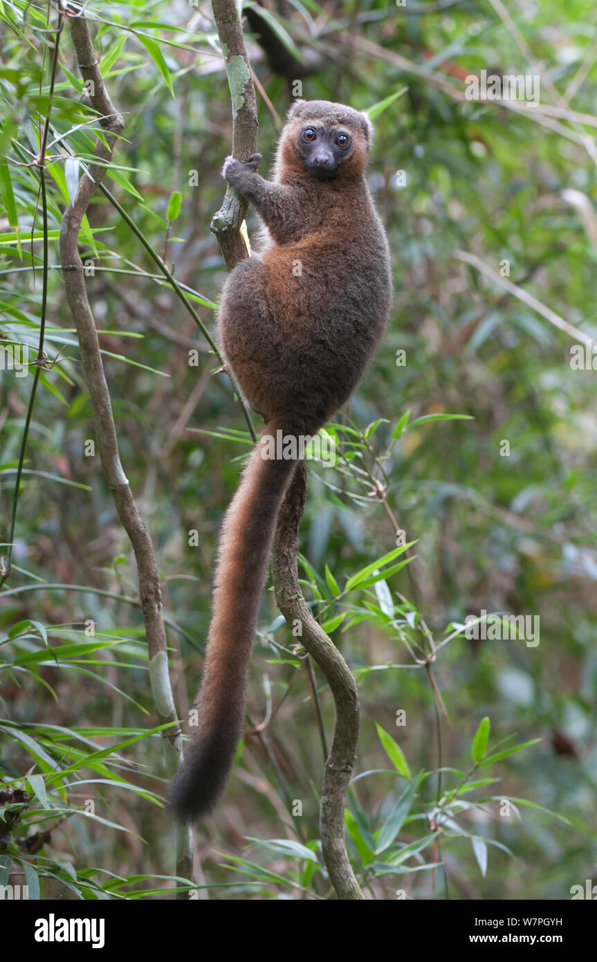 Golden Bamboo Lemur (Hapalemur aureus) Ranomafana National Park ...