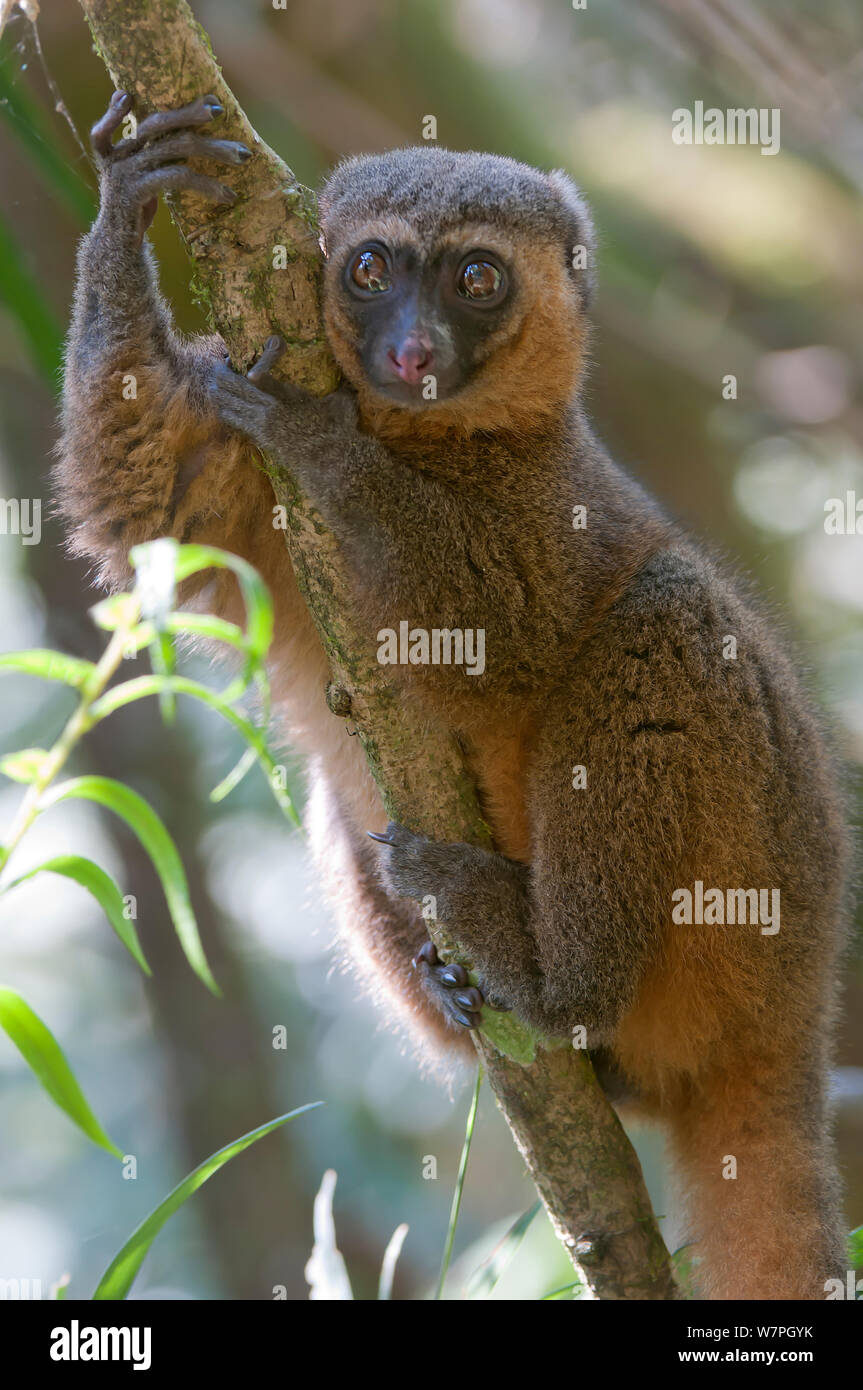 Golden Bamboo Lemur (Hapalemur aureus) Ranomafana National Park ...