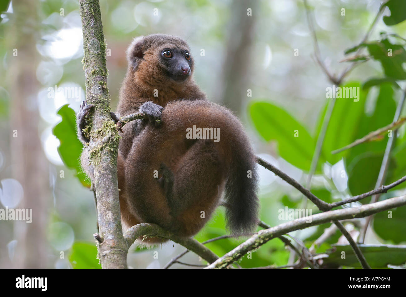 Golden Bamboo Lemur (Hapalemur aureus) Ranomafana National Park ...