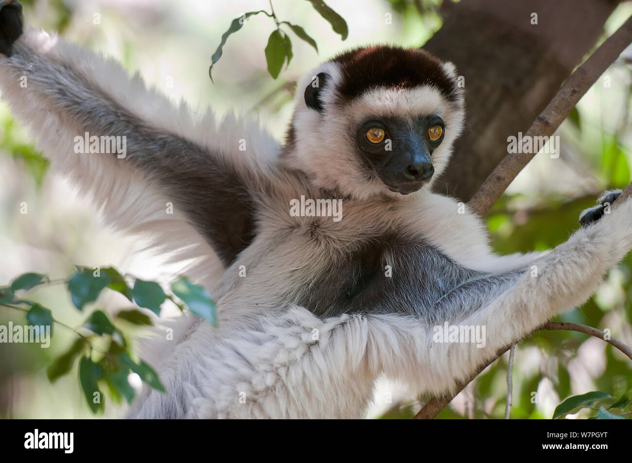 Propithecus verreauxoides hi-res stock photography and images - Alamy