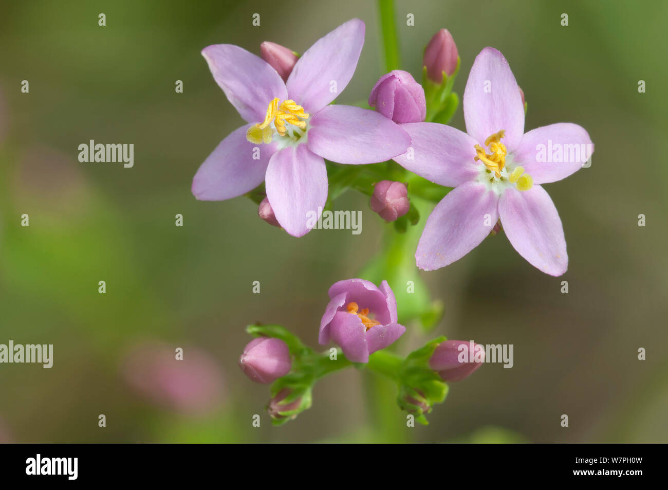 Common centuary (Centaurium minus) Klein Schietveld, Brasschaat ...