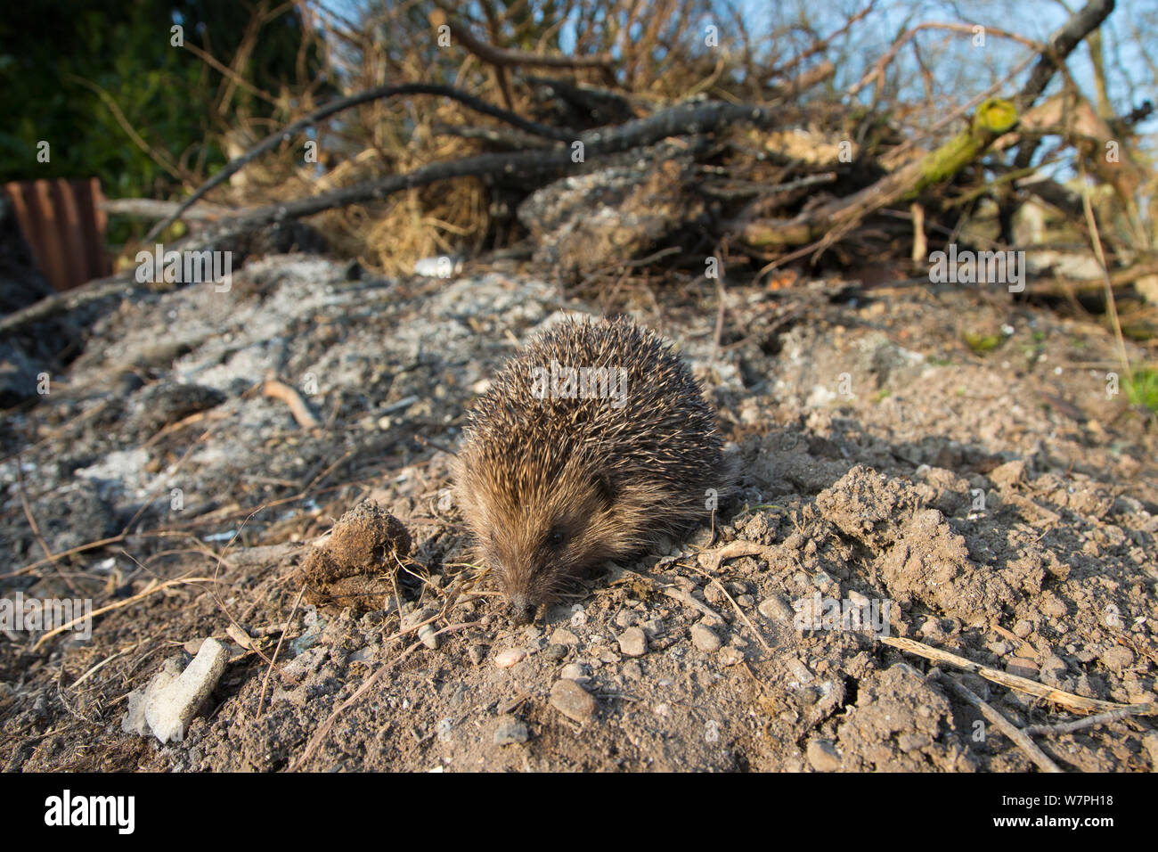 Hedgehog (Erinaceus europaeus), wandering on garden bonfire pile ...