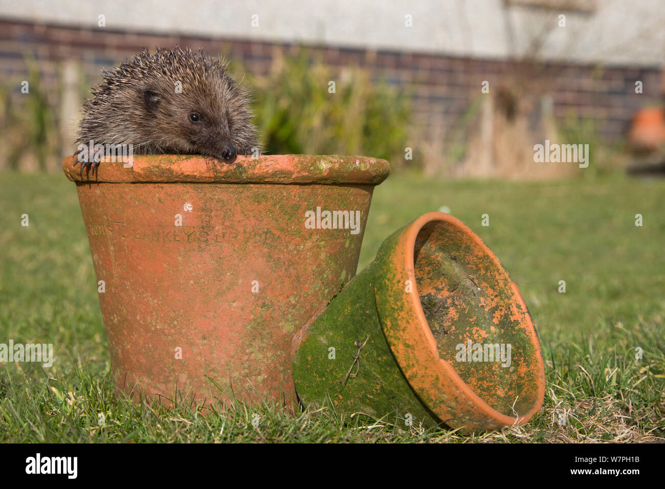 Hedgehog plant pot hi-res stock photography and images - Alamy