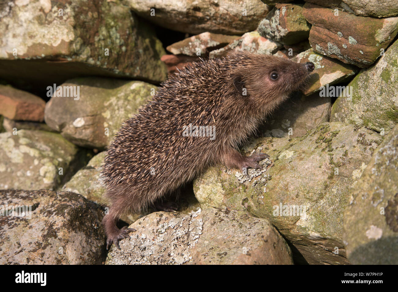 Hedgehog (Erinaceus europaeus), climbing on wall, captive, UK, July ...