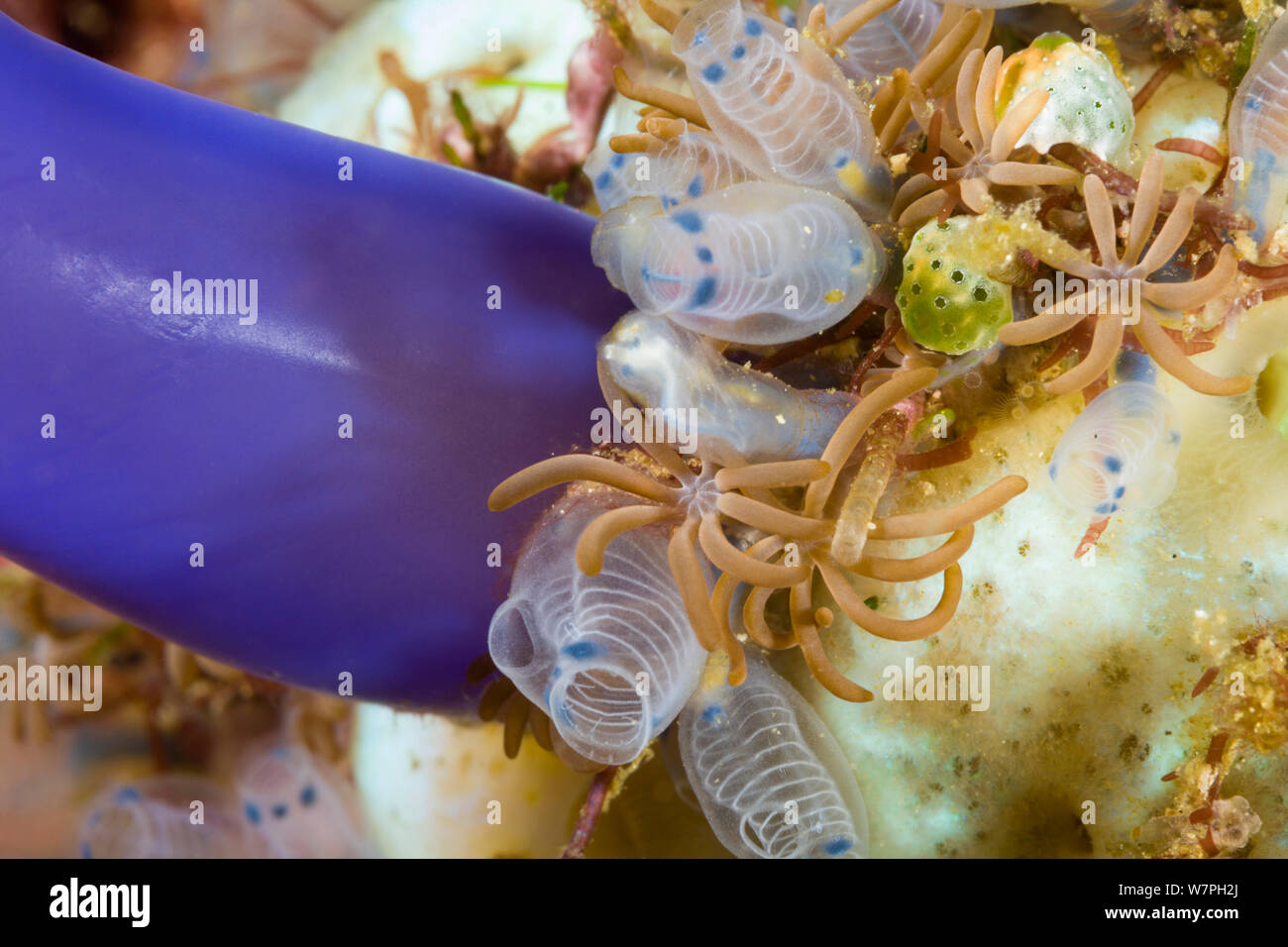 Cannibal islands hi-res stock photography and images - Alamy