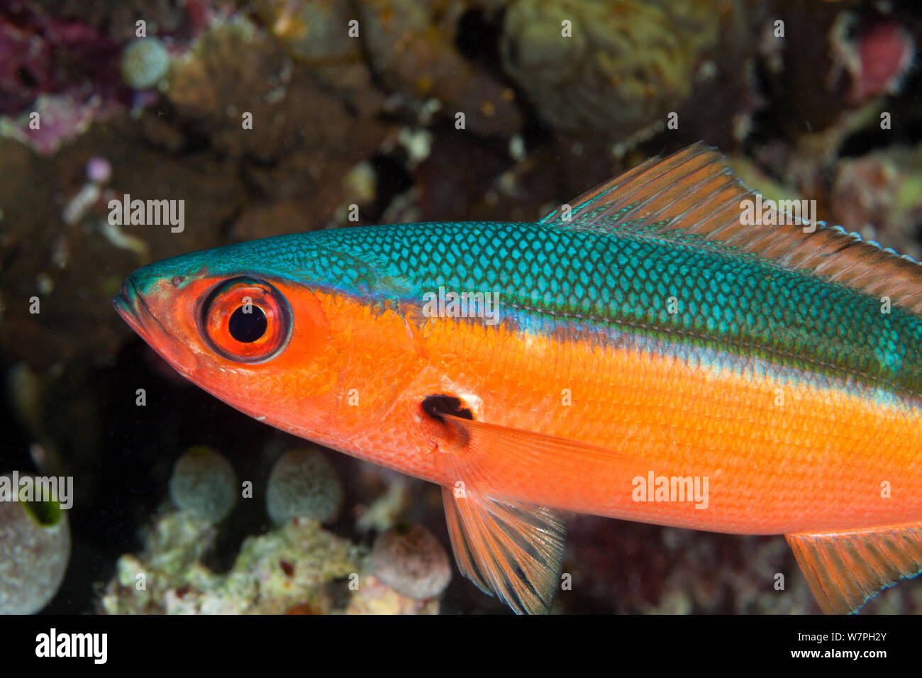 Fusilier (Caesio tile) profile portrait, Palau, Micronesia Stock Photo ...