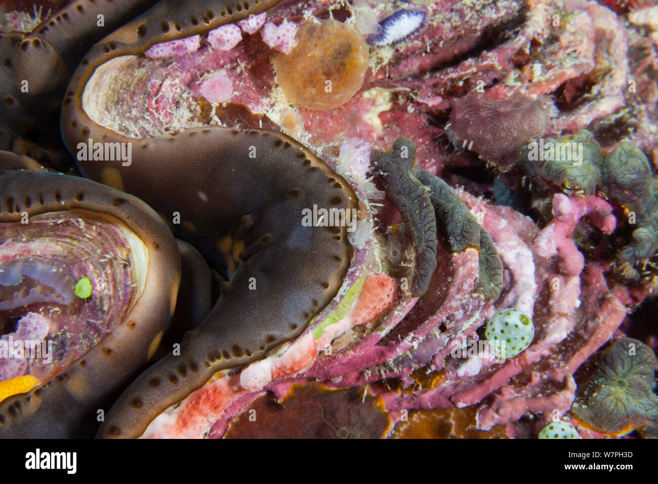 Giant clam detail (Tridacna sp), Palau, Micronesia Stock Photo - Alamy