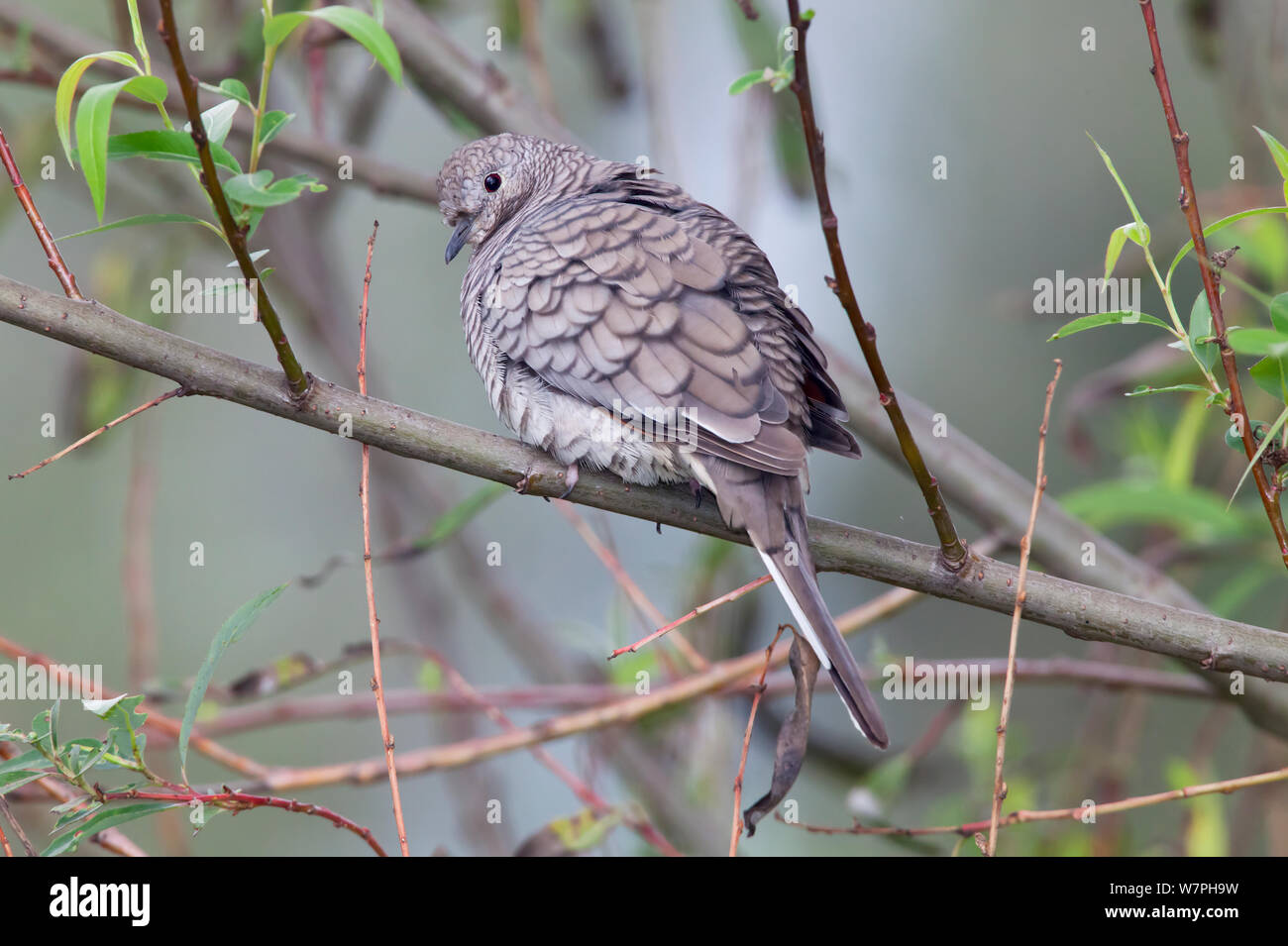 Inca Dove (Columbina inca). Xochimilco, Mexico City, Mexico, September ...