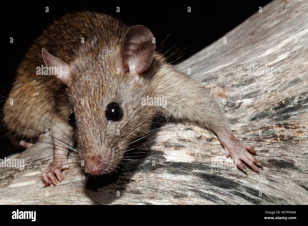 Black Rat Rattus Rattus High Resolution Stock Photography and Images ...