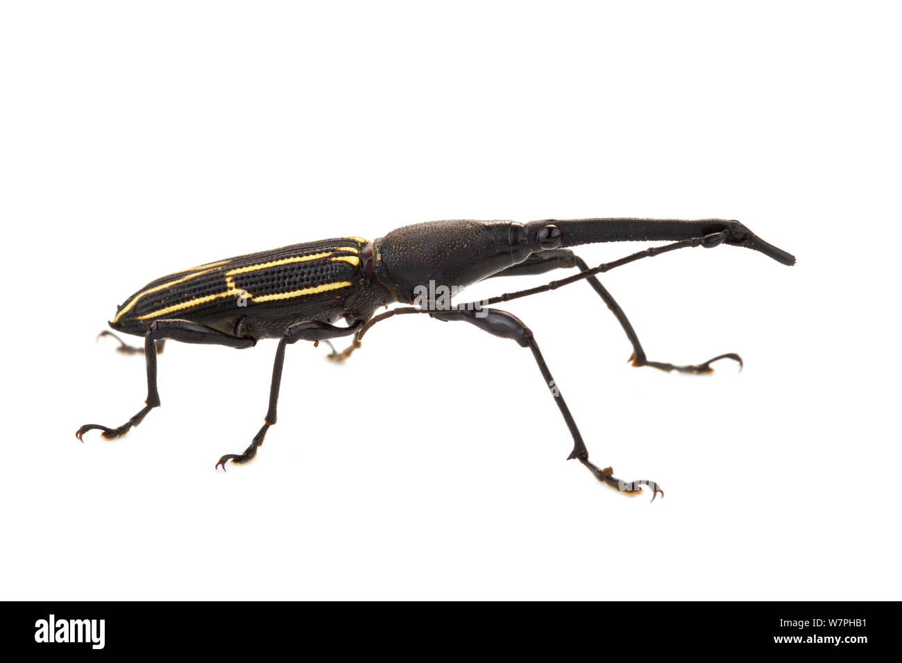 Straight-snouted weevil (Brentidae), Costa Rica. meetyourneighbours.net ...