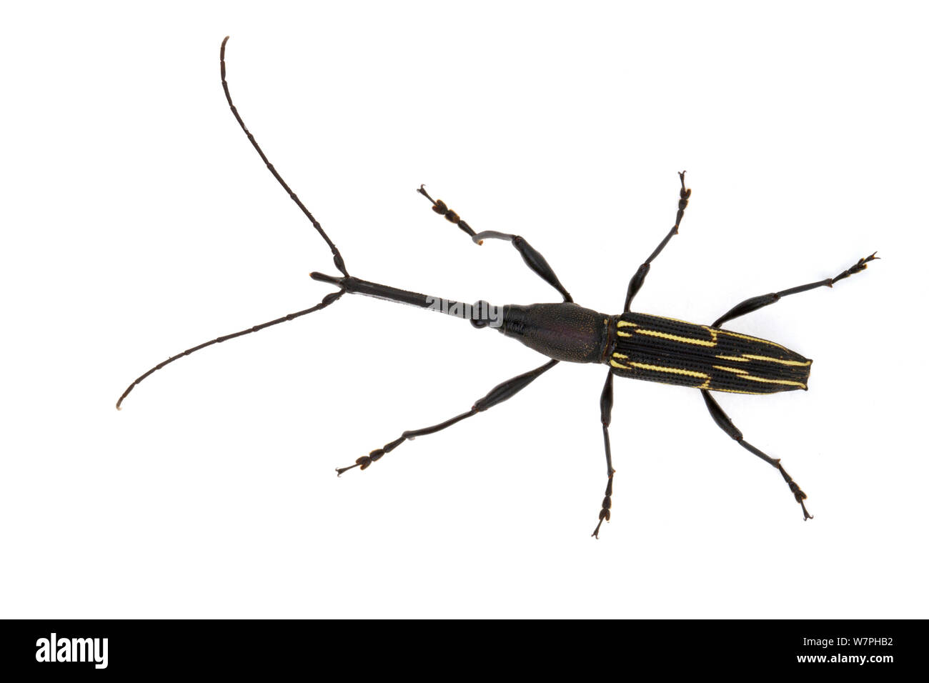 Straight-snouted weevil (Brentidae) Costa Rica. meetyourneighbours.net ...