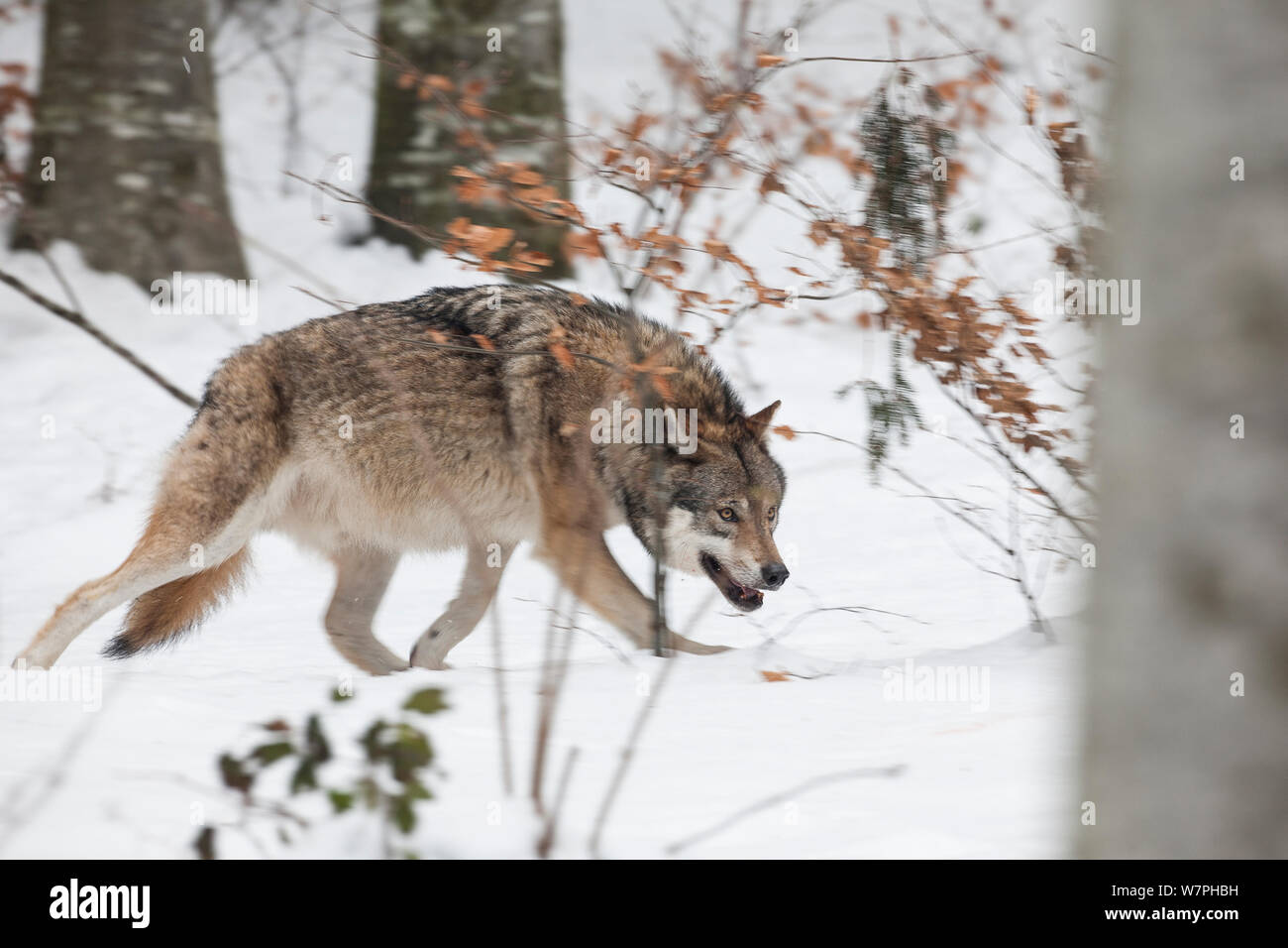 Wolf (Canis lupus) running in deep snow, captive in enclosure of the ...