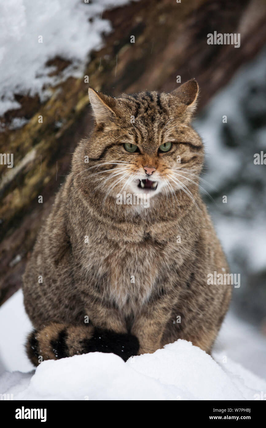Wild cat (Felis silvestris) snarling, sitting in deep snow, captive in ...