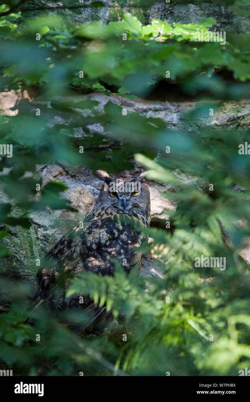 Raptor enclosure hi-res stock photography and images - Alamy