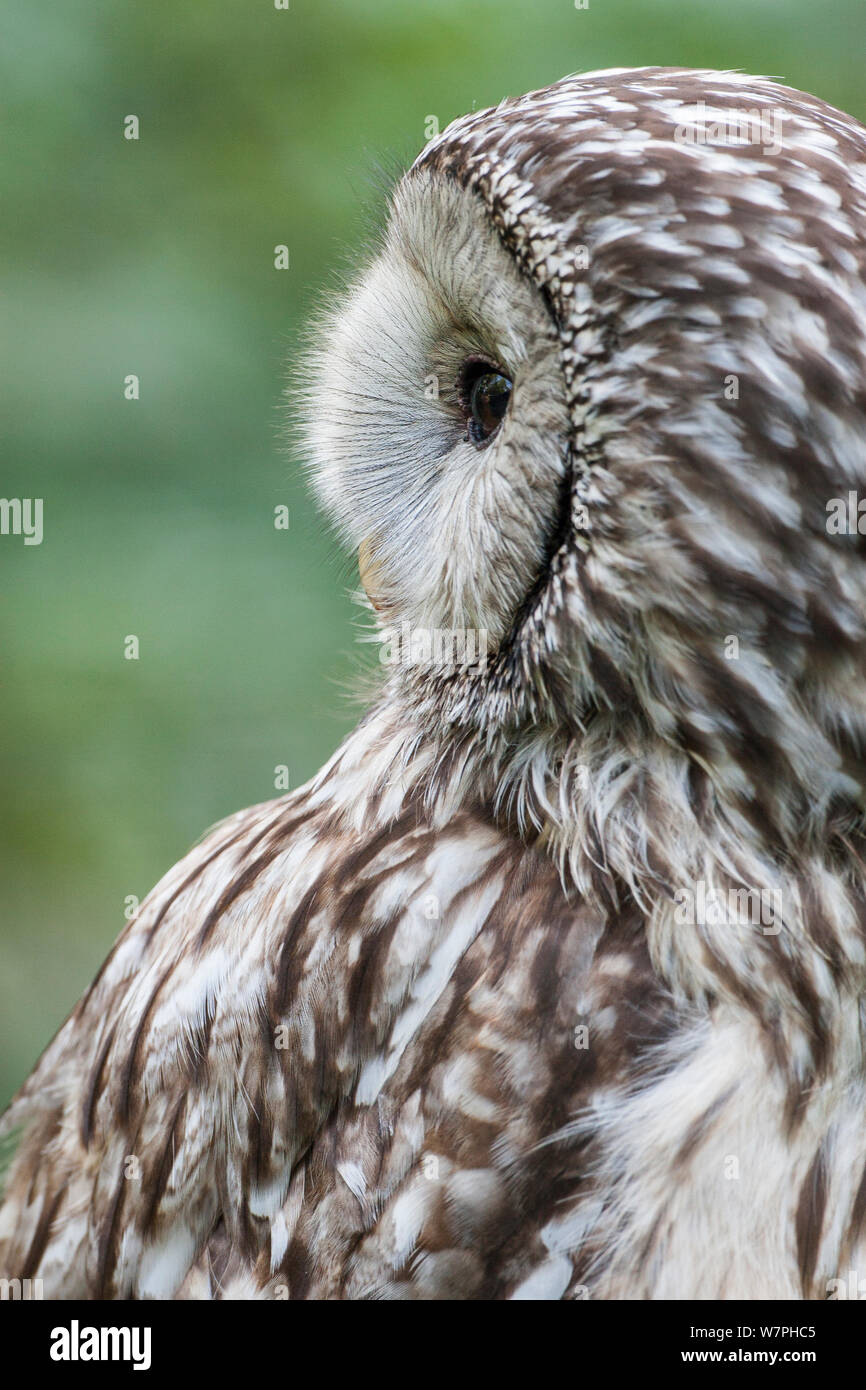 Ural owl (Strix uralensis) adult bird from captive breeding programme ...