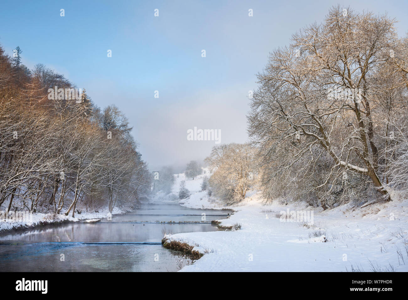 Ash Trees (Fraxinus excelsior) flanking the River Lathkill that flows ...