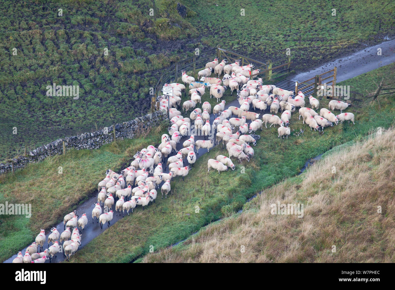Sheep grid hi-res stock photography and images - Alamy