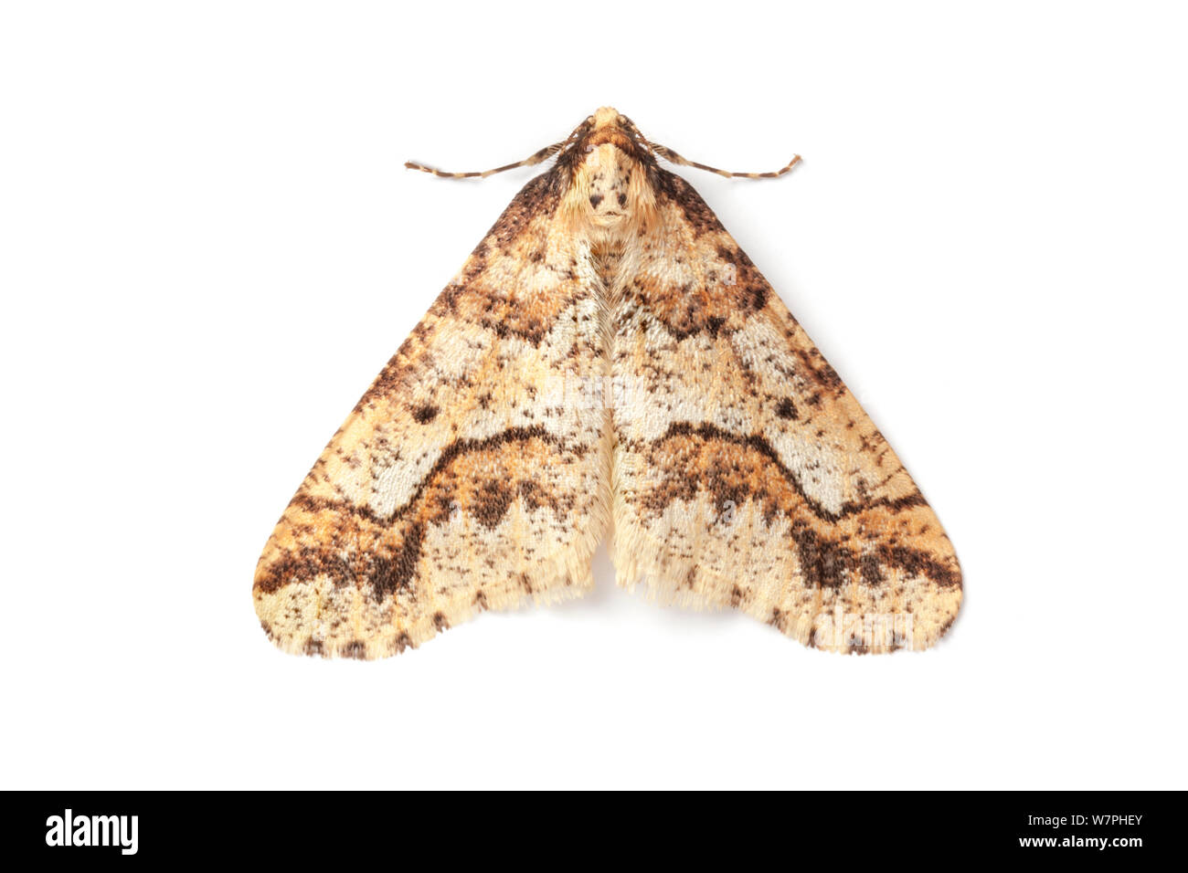 Mottled Umber Moth (Erannis defoliaria) male, photographed on a white ...