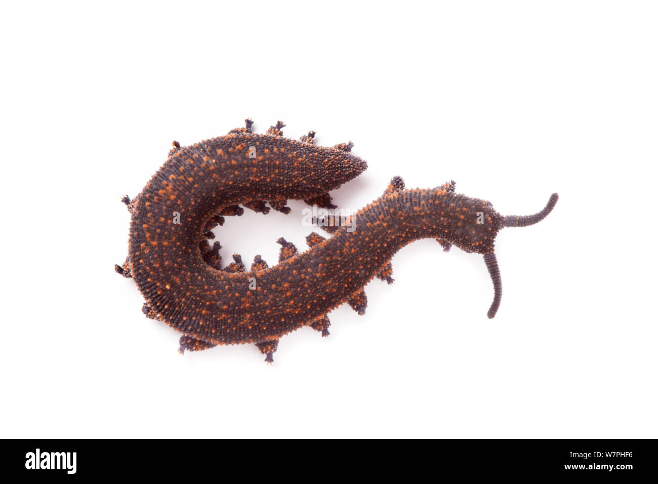 Onychophoran hi-res stock photography and images - Alamy