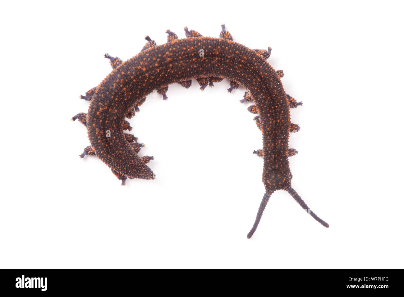 New zealand captive Cut Out Stock Images & Pictures - Alamy