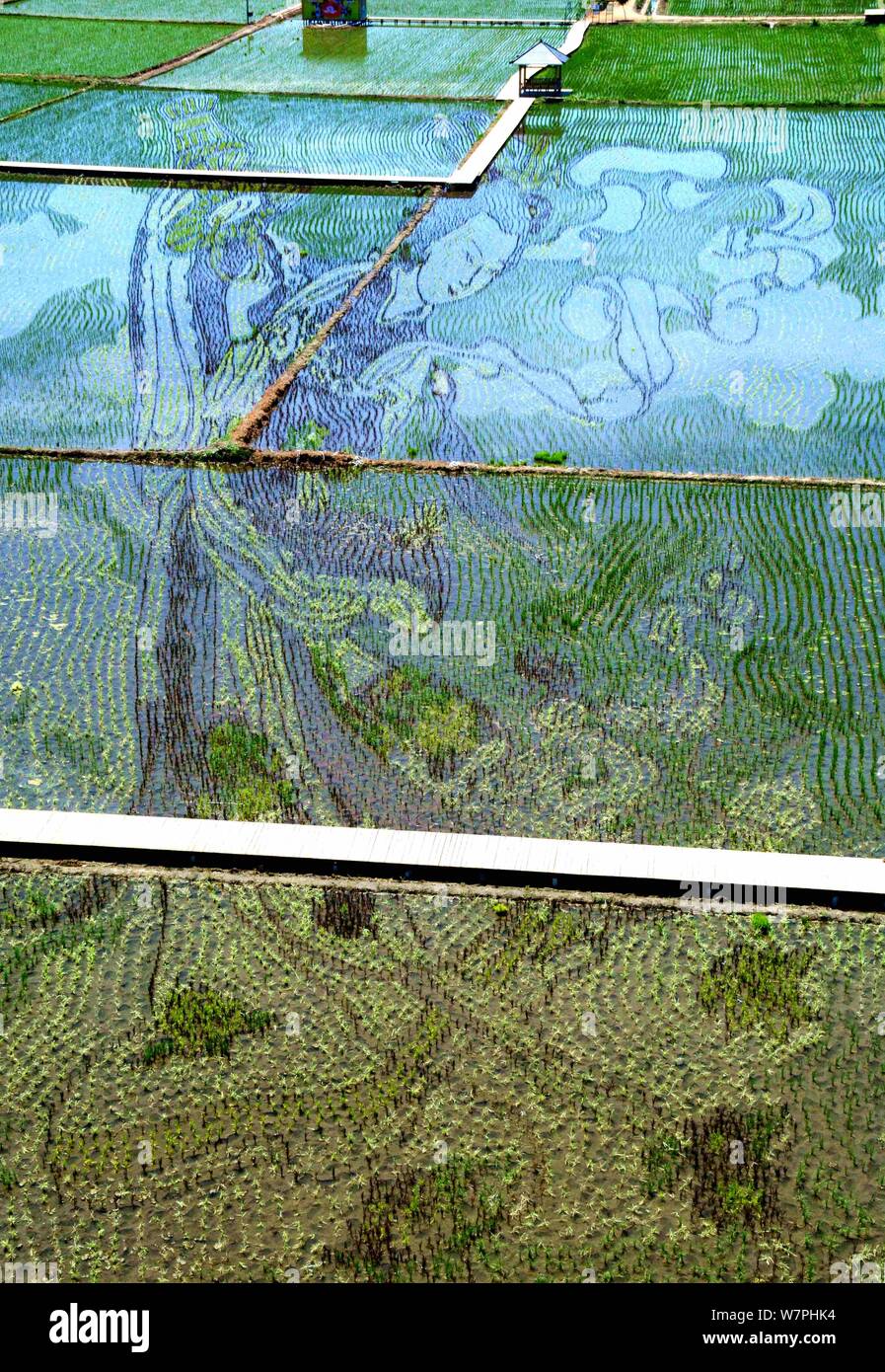 Padd hi-res stock photography and images - Alamy