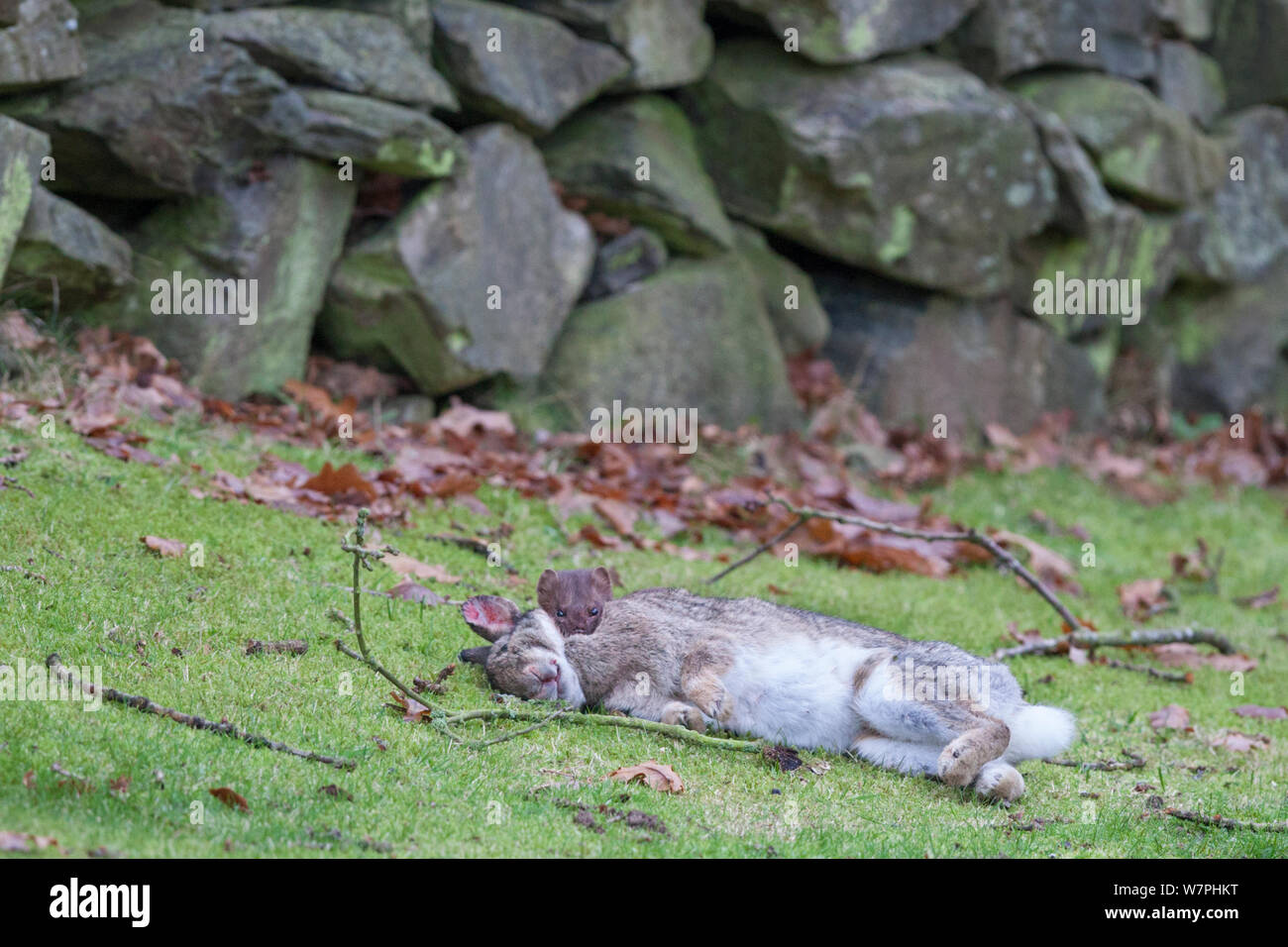 Stoat rabbit hi-res stock photography and images - Alamy