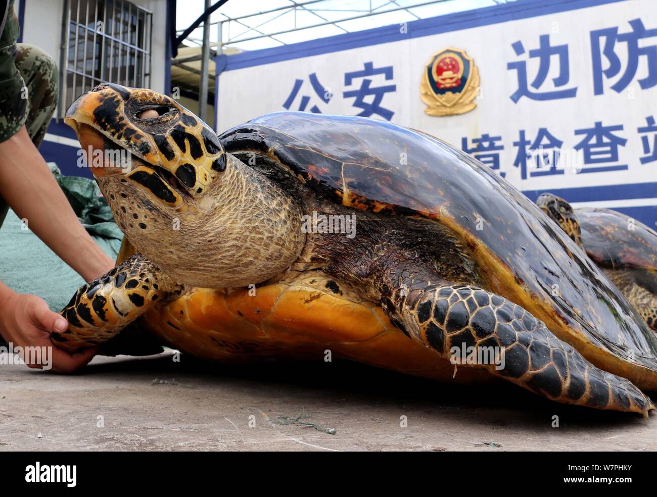 Chinese turtle guard hi-res stock photography and images - Alamy