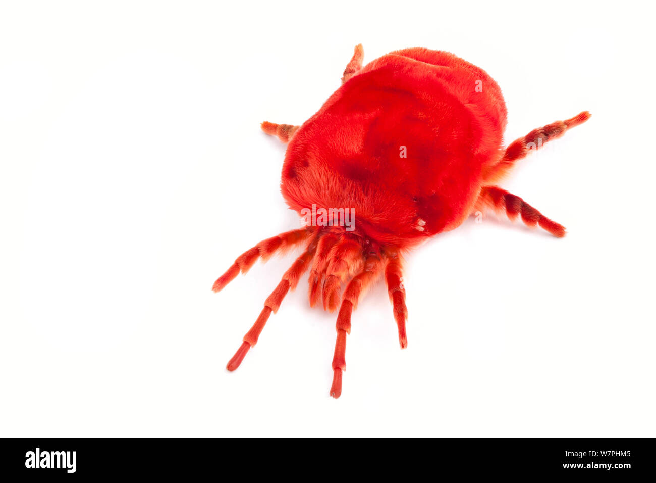 Velvet mites trombidium Cut Out Stock Images & Pictures - Alamy