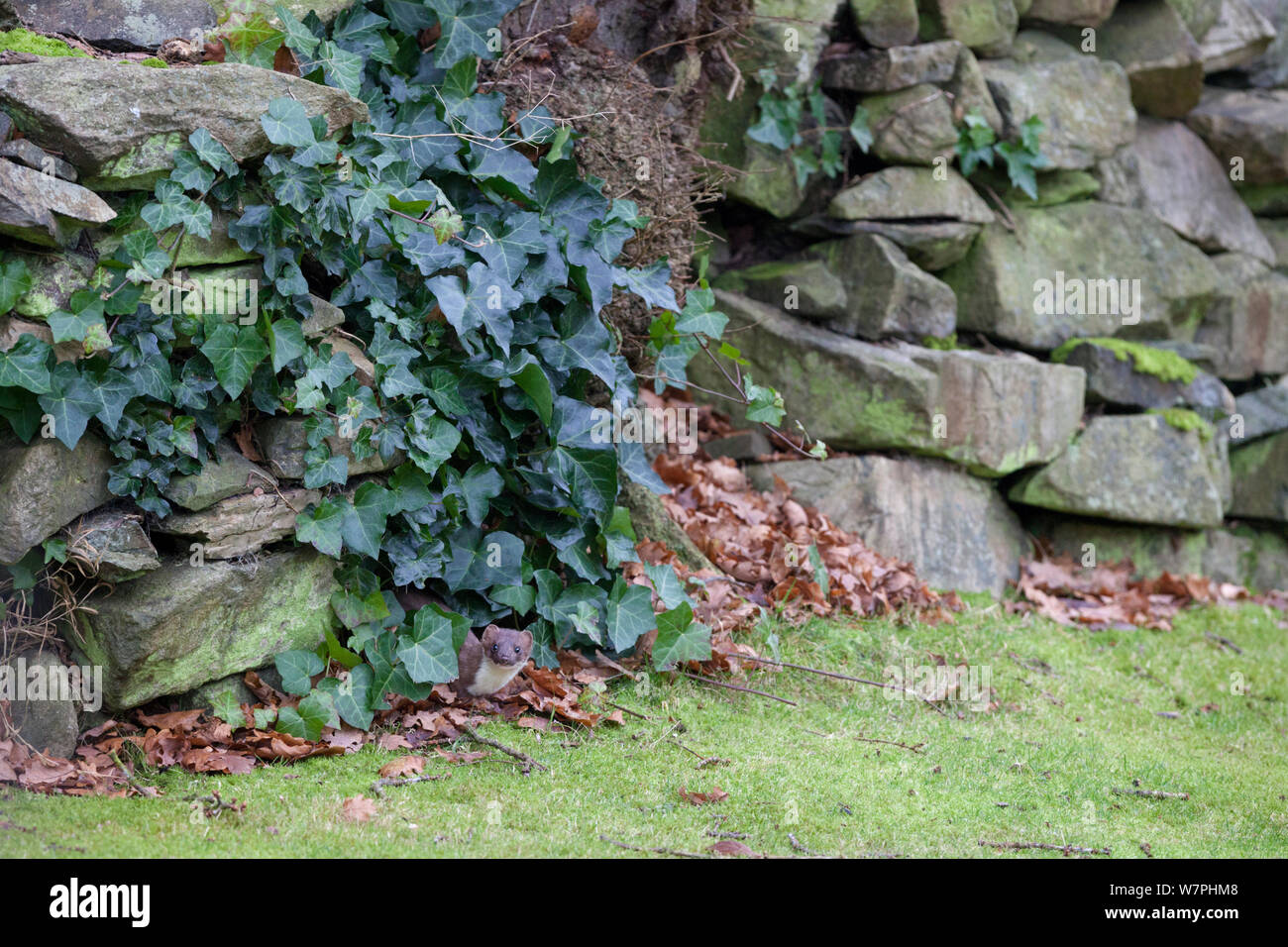 European Stoat (Mustela erminea) looking out from the base of a dry ...