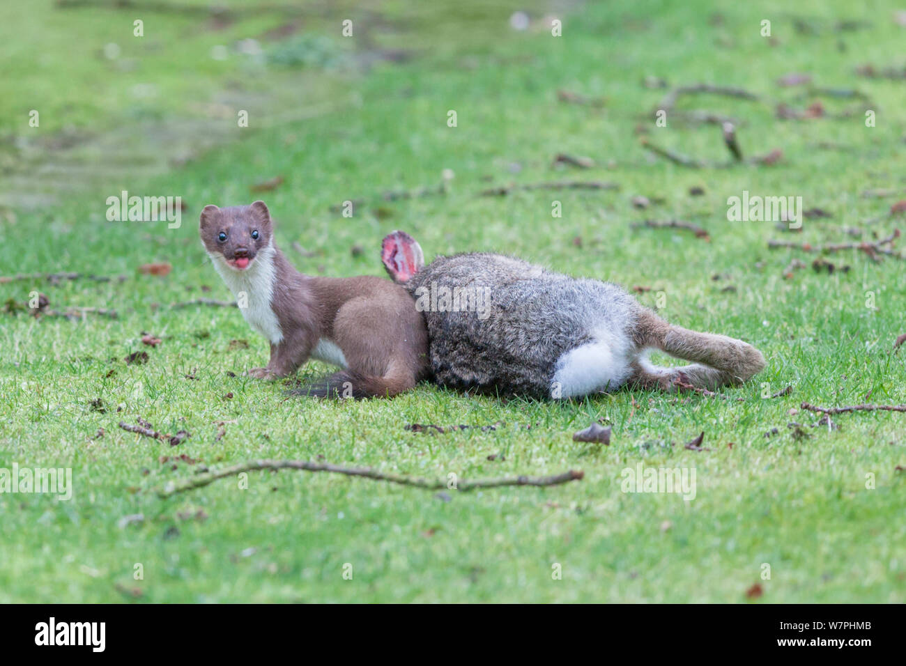 Looking for rabbits hi-res stock photography and images - Alamy