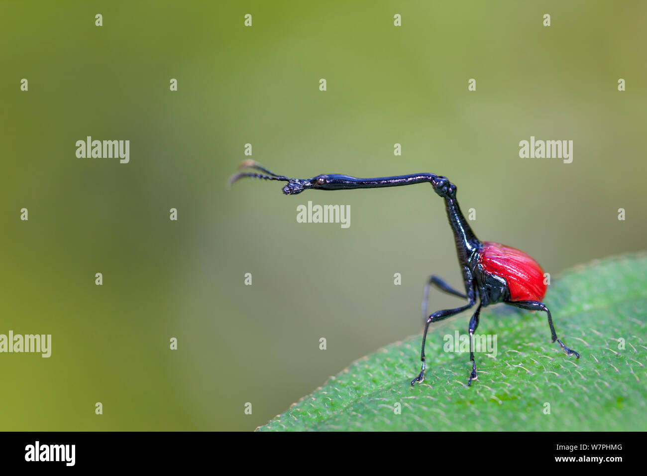 Giraffe Necked Weevil (Trachelophorus giraffa) male on leaf of ...
