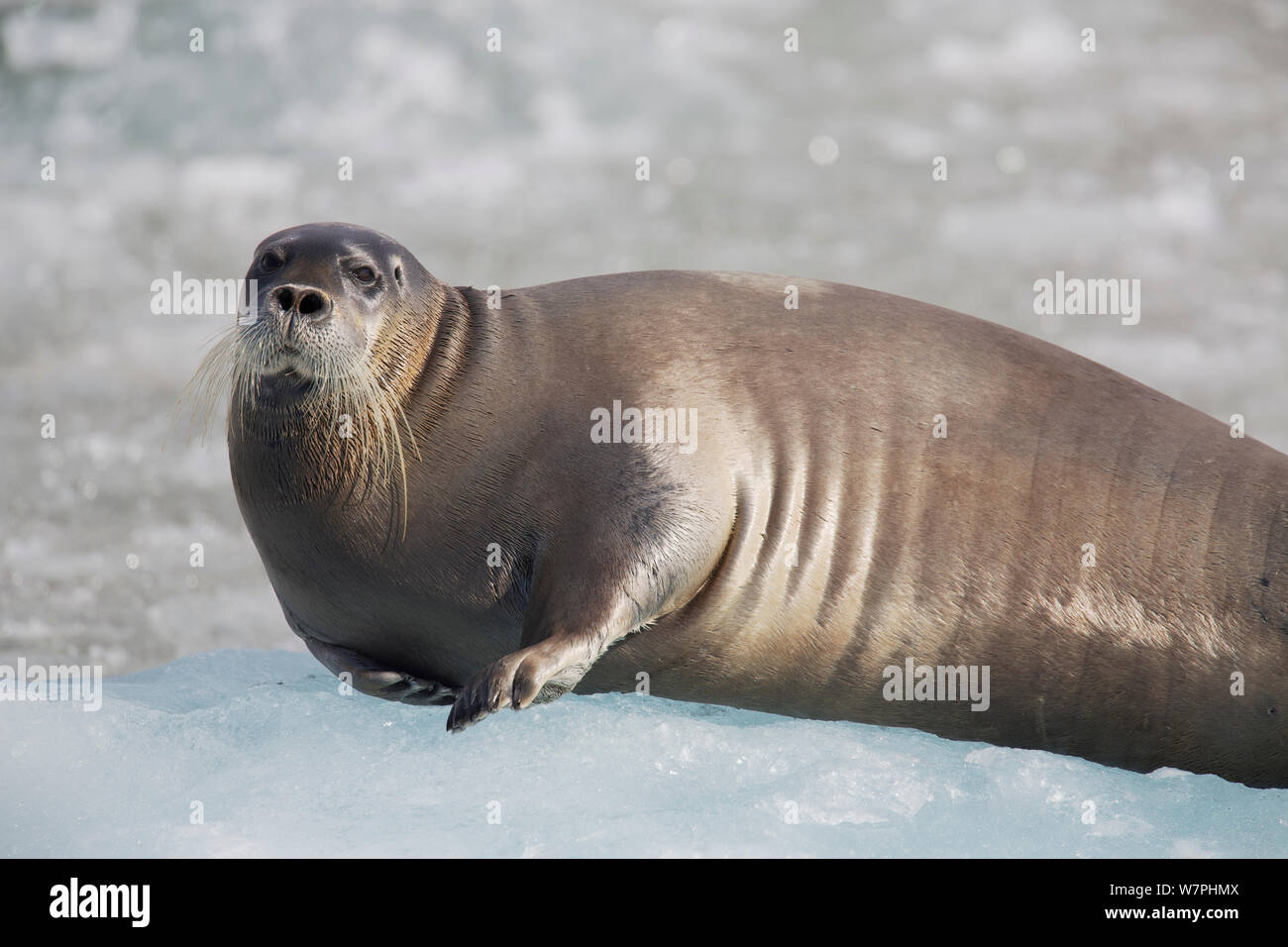 Bearded seal (Erignathus barbatus) resting on ice-floe in front of ...