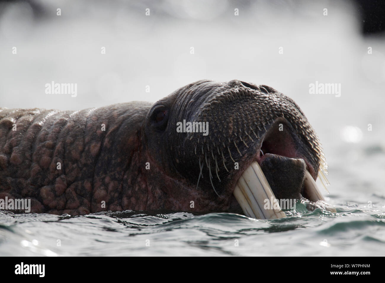 Walrus (Odobenus rosmarus) male floating in water, exhaling ...