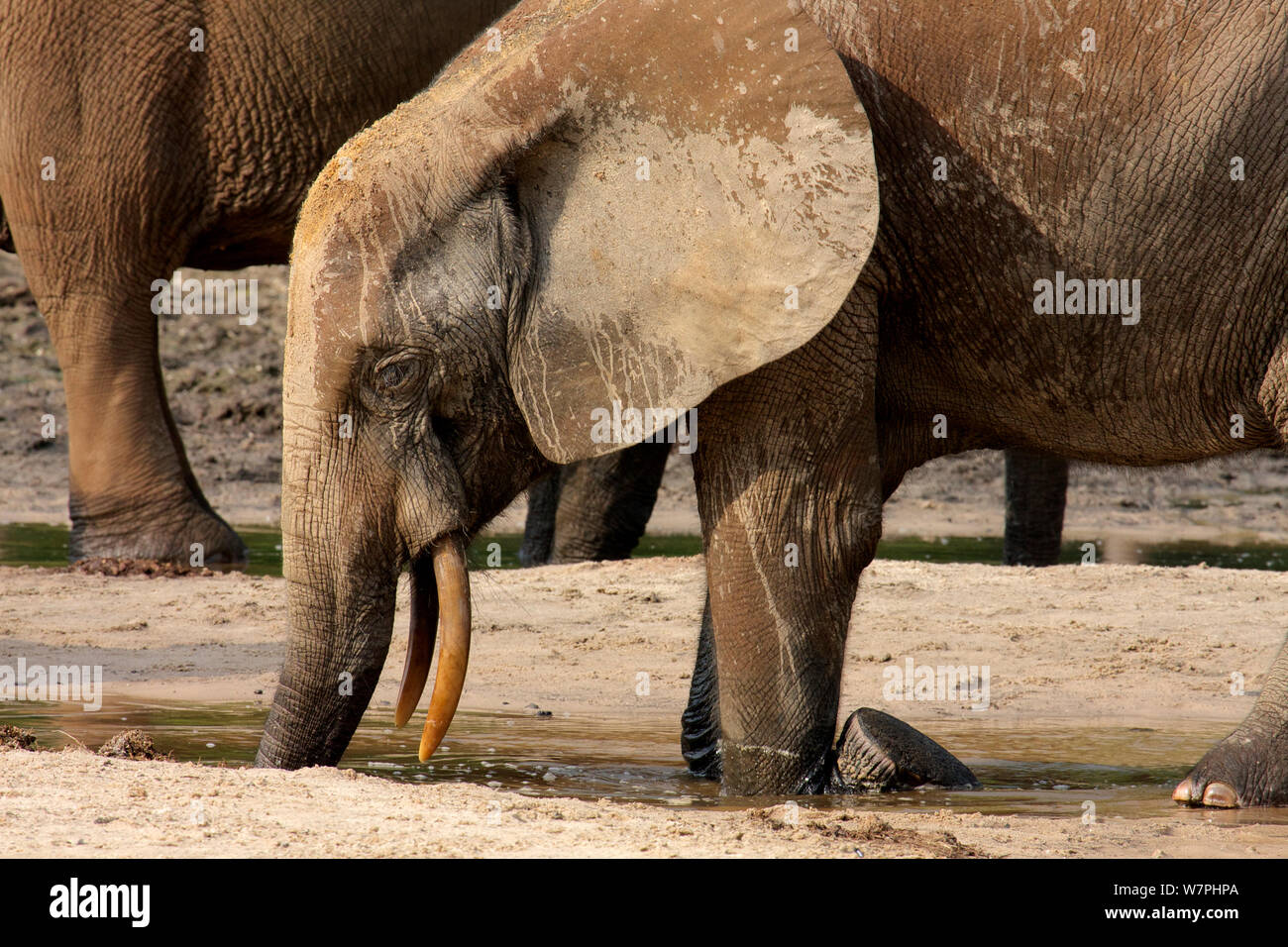 Forest elephants (Loxodonta cyclotis) digging for minerals, Dzanga Bai ...