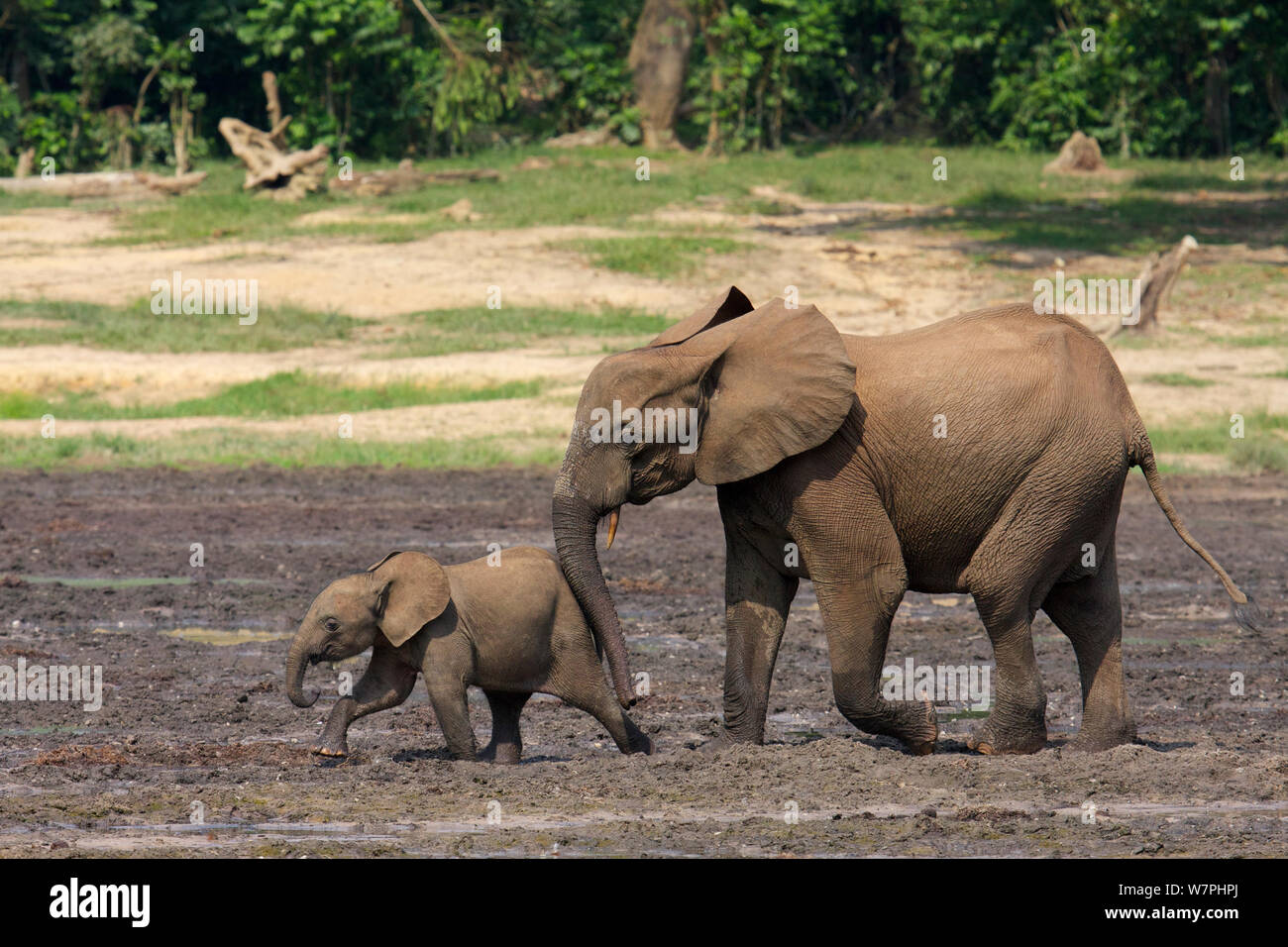 Forest elephants (Loxodonta cyclotis) mother and calf, Dzanga Bai ...