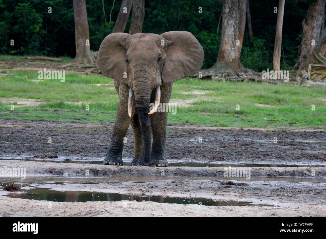 Forest Elephants (Loxodonta cyclotis) bull digging minerals, Dzanga Bai ...