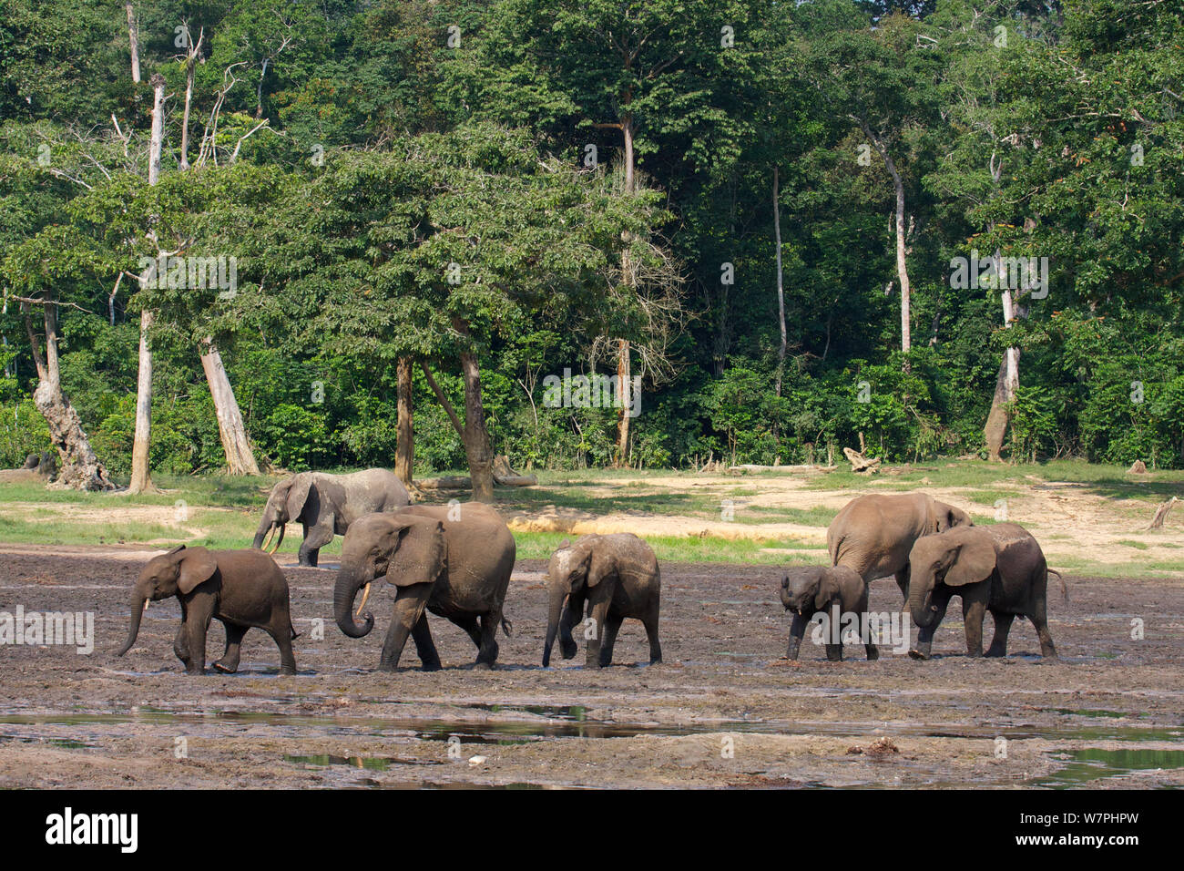 Forest Elephants family group, (Loxodonta cyclotis) Dzanga Bai Clearing ...