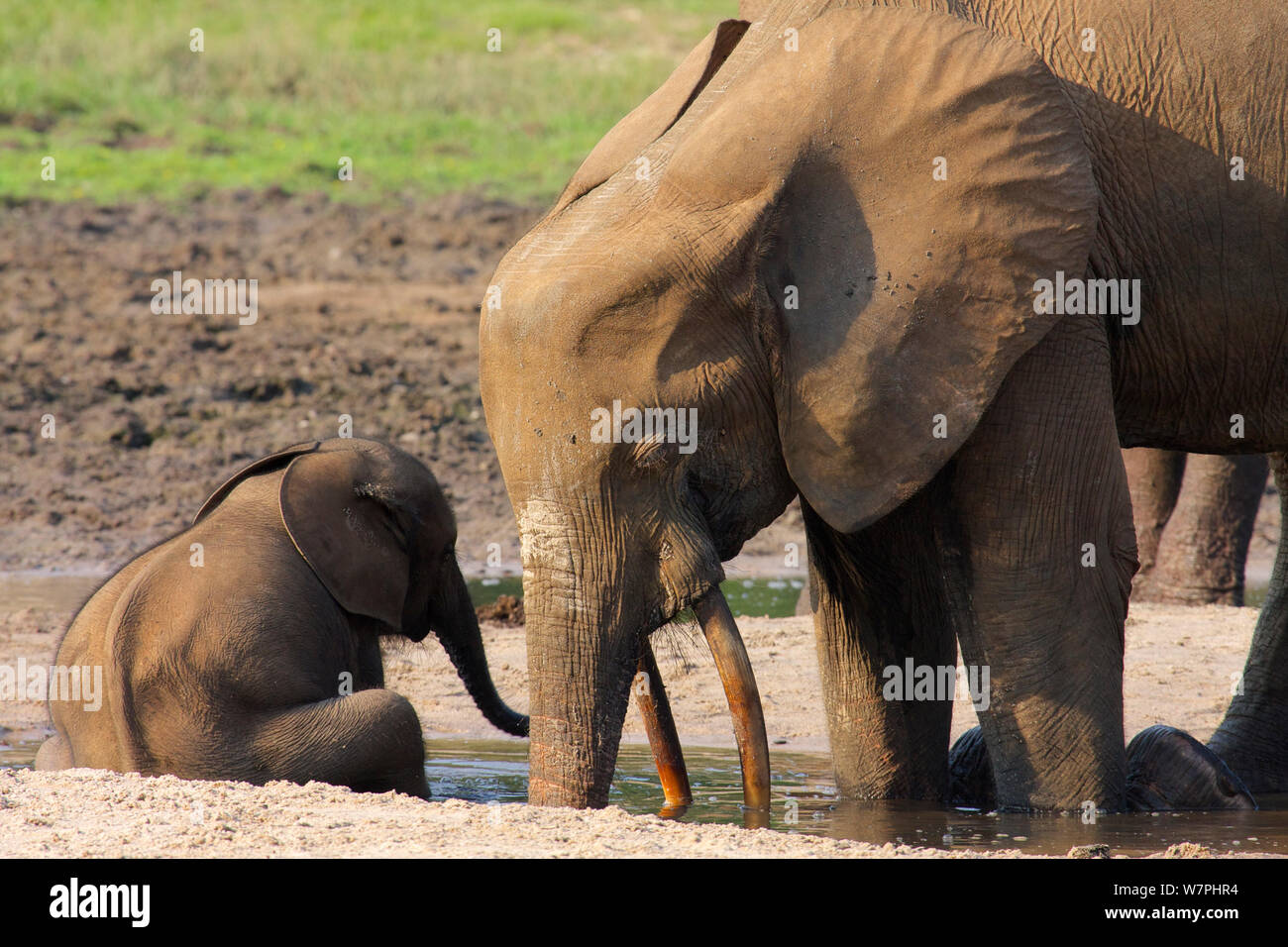 Forest elephants (Loxodonta cyclotis) mother and calf, digging minerals ...