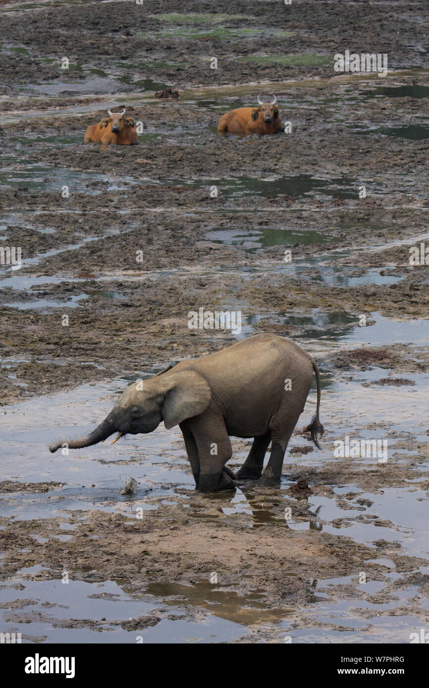 Minerals in africa hi-res stock photography and images - Alamy