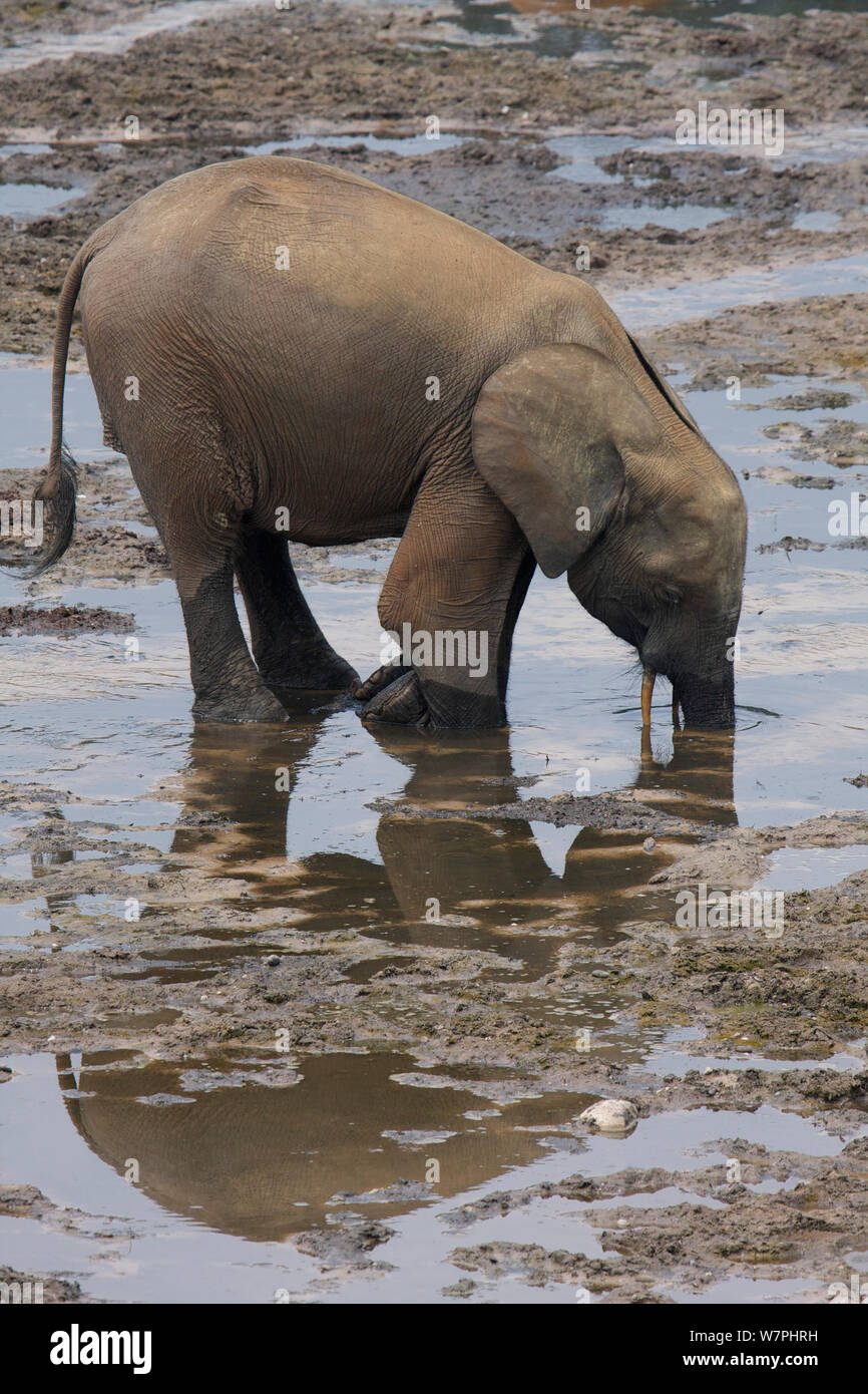 Elephant digging hi-res stock photography and images - Alamy