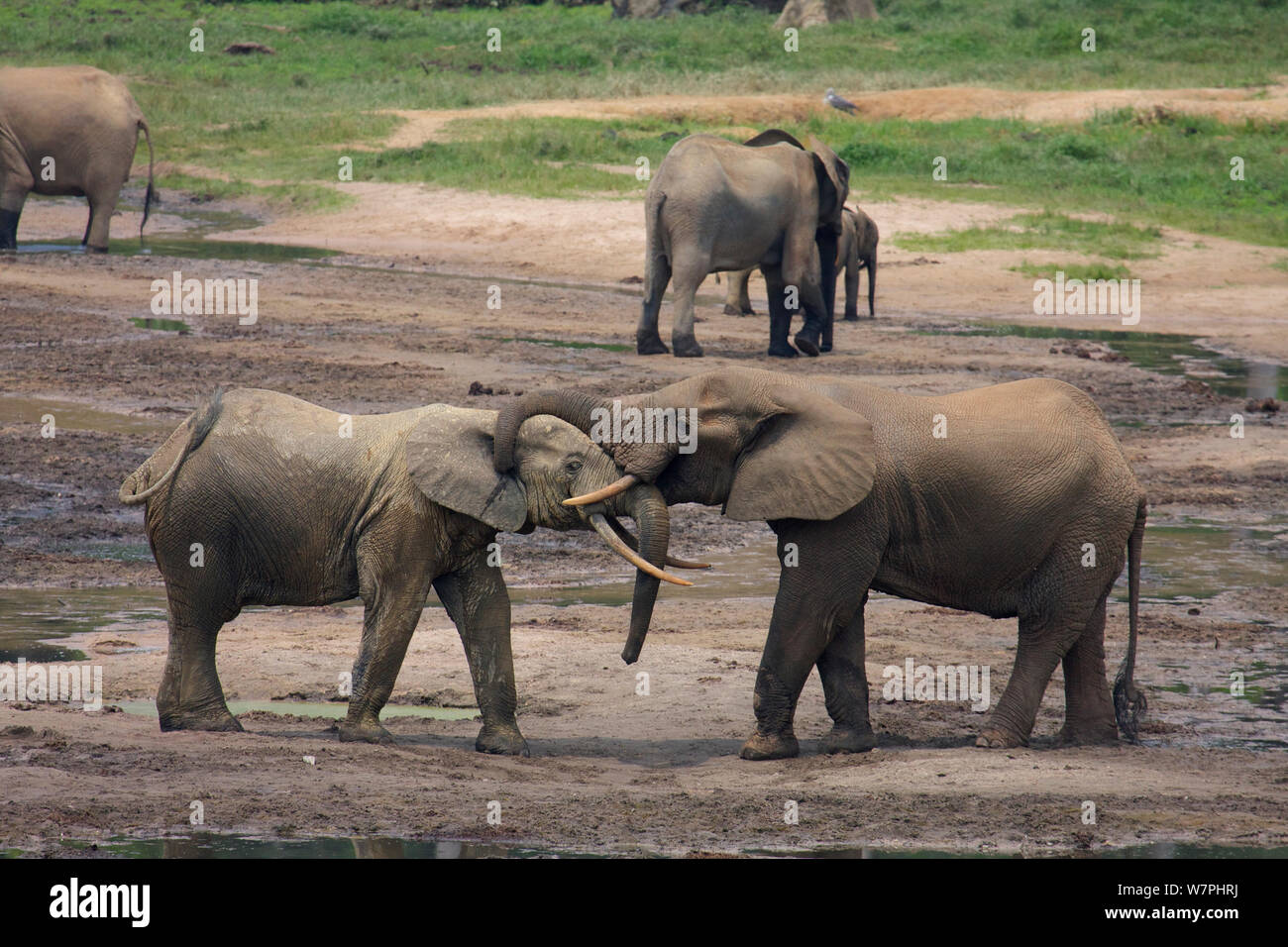 Forest Elephant (Loxodonta cyclotis) males sparring, Dzanga Bai ...