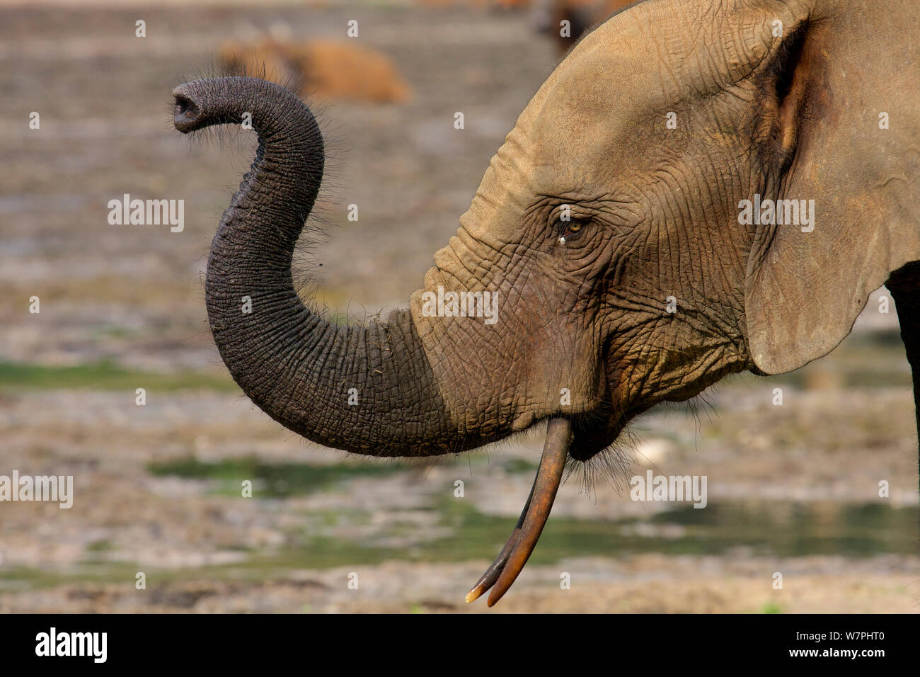 Forest elephant, (Loxodonta cyclotis) smelling the air, Dzanga Bai ...