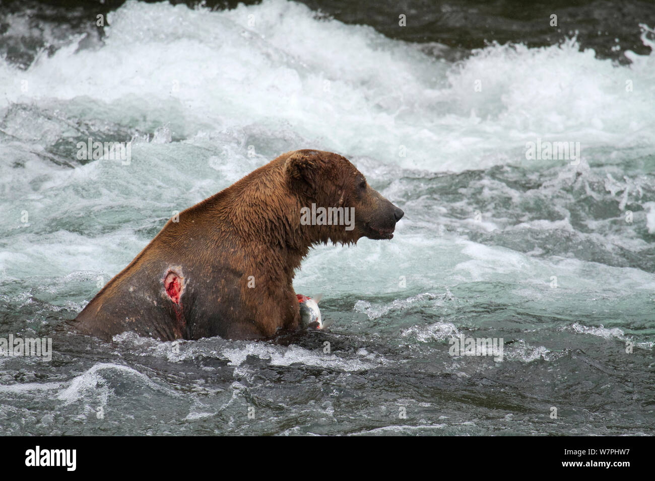 Brown bear ursus wounded bear hi-res stock photography and images - Alamy