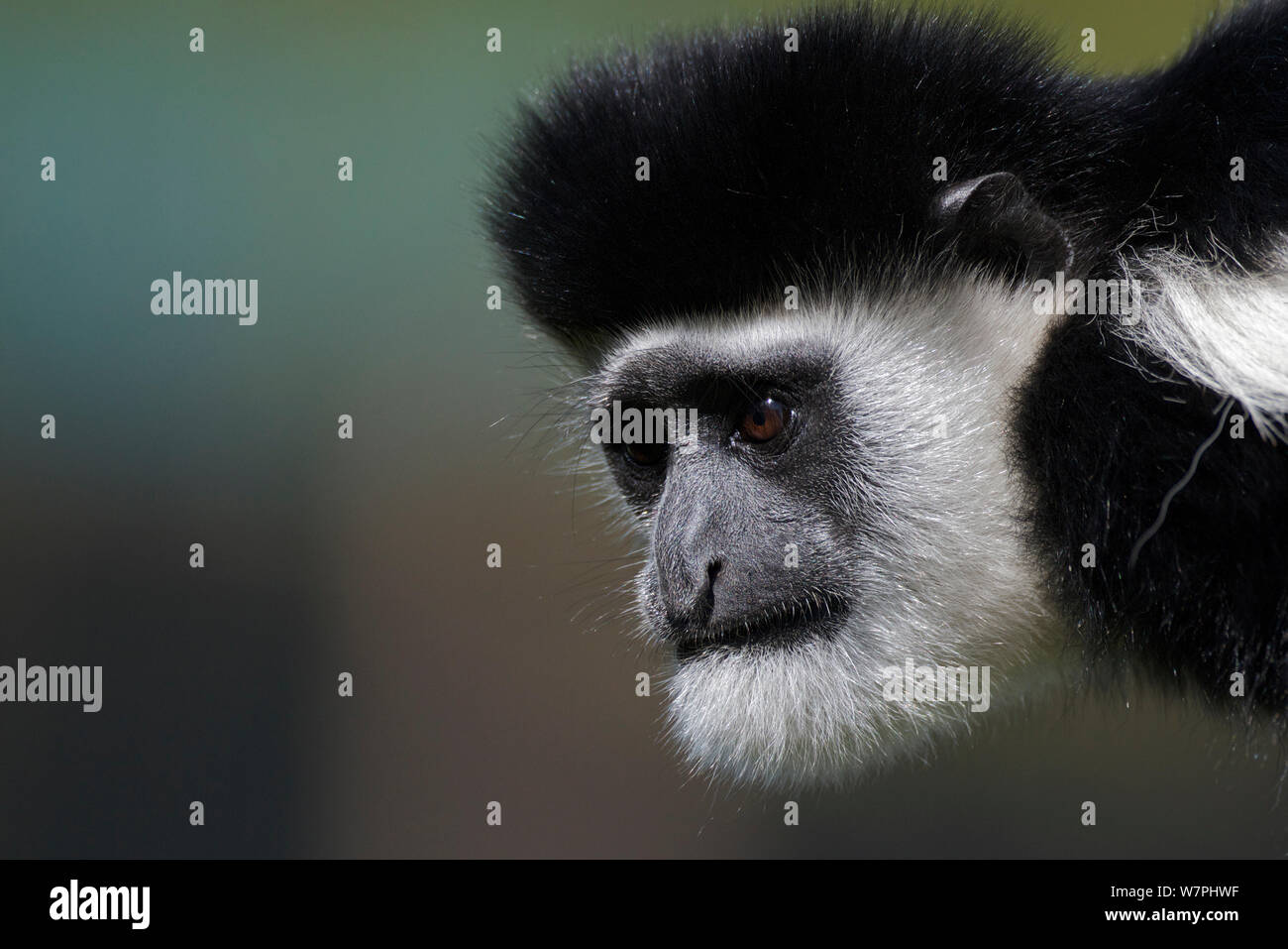 Colobus hi-res stock photography and images - Alamy