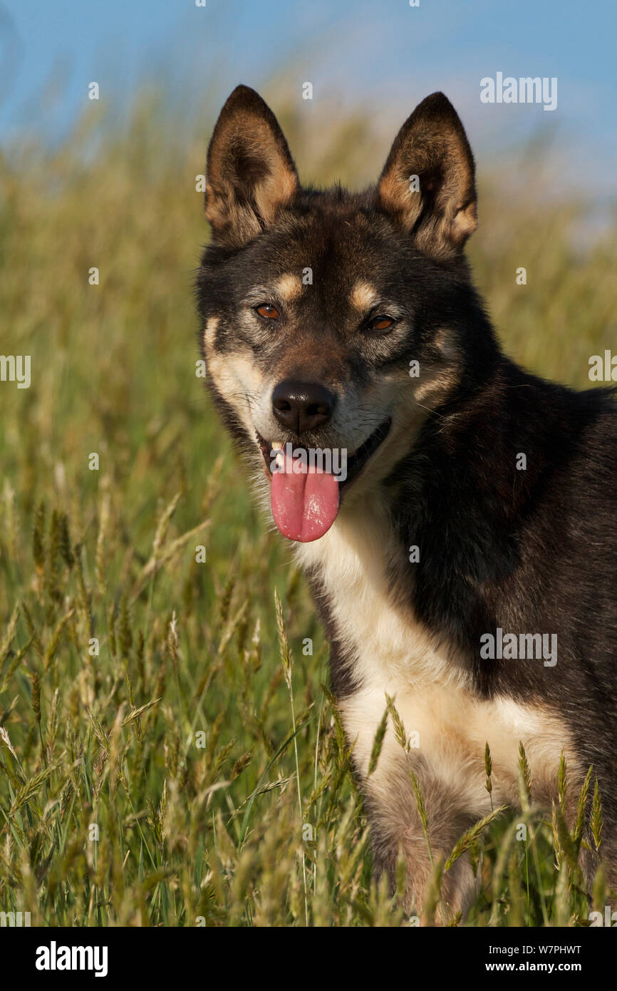 Dingo (Canis lupus dingo) pure bred female with colour variant ...